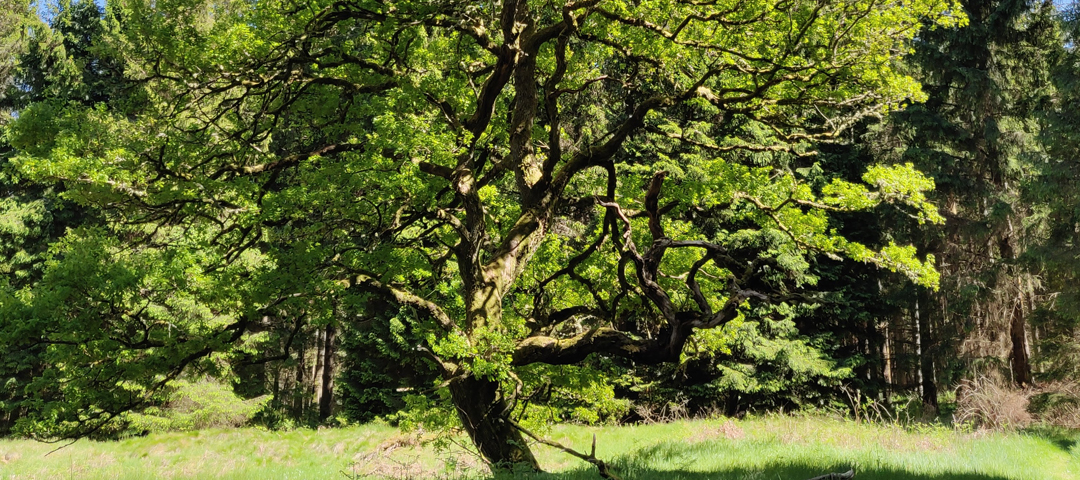 Tarset Bastle Trail • Walks with the Wife